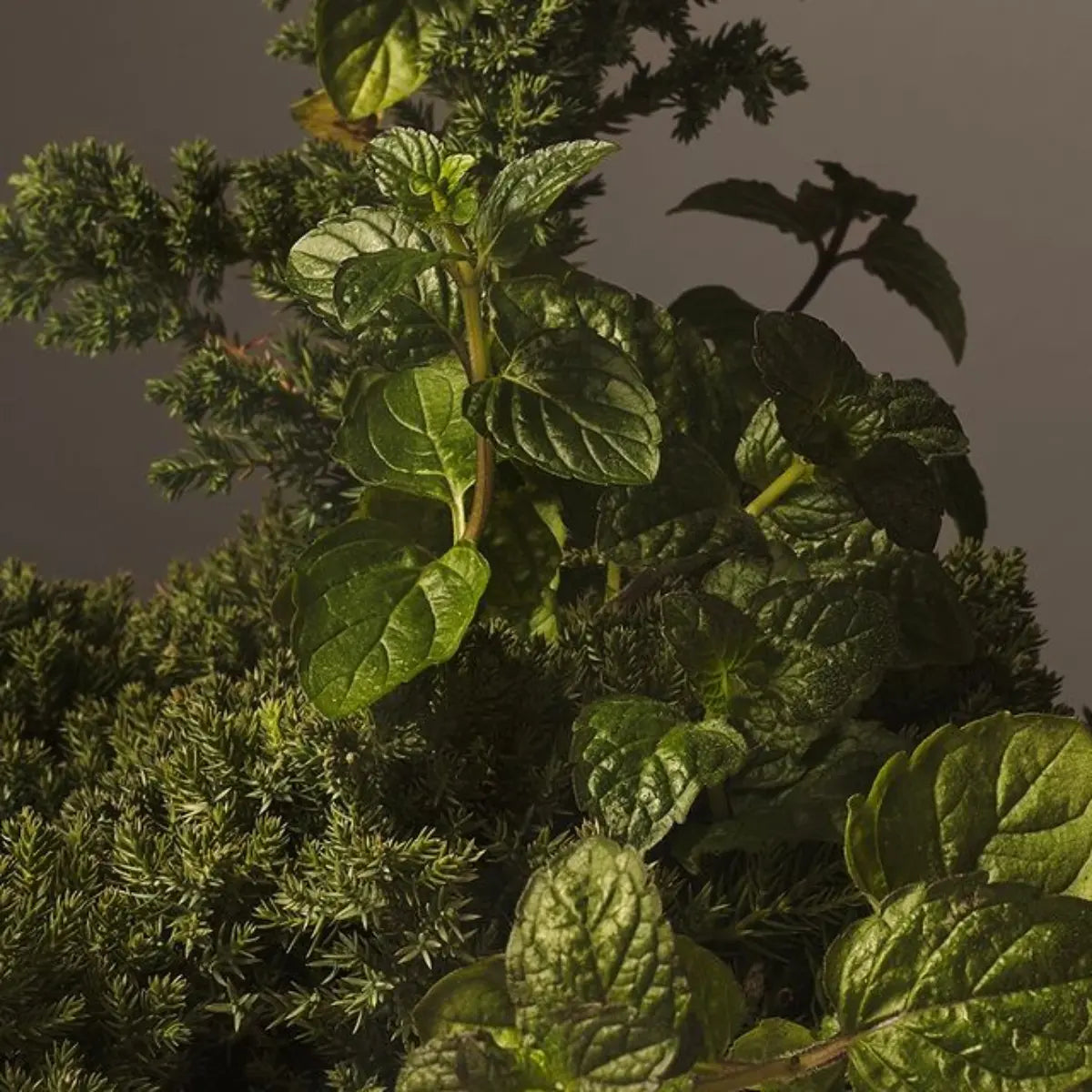 Plant-Based Skincare - Natural & Sustainable | Homecourt
